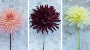 How to Master Triptych Photography - NoKishiTa Camera