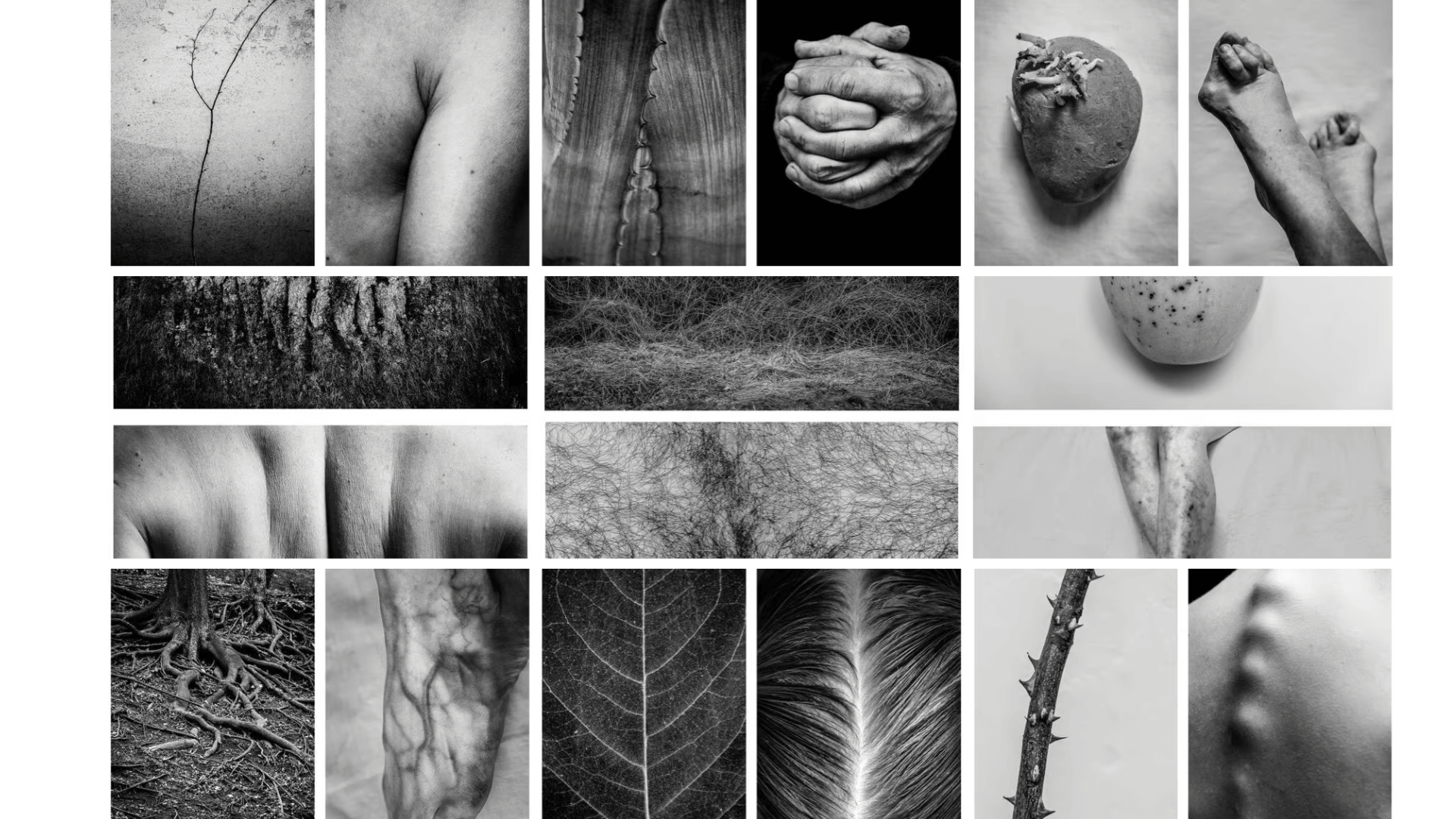 Understanding Diptych Photography: A Simple Guide - NoKishiTa Camera
