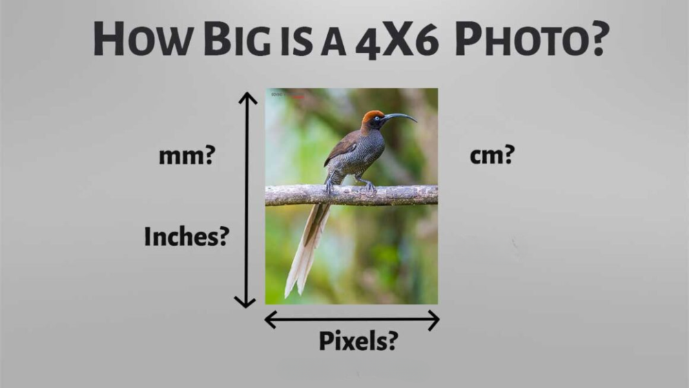 Understanding the Dimensions of a 4x6 Photo Size - NoKishiTa Camera