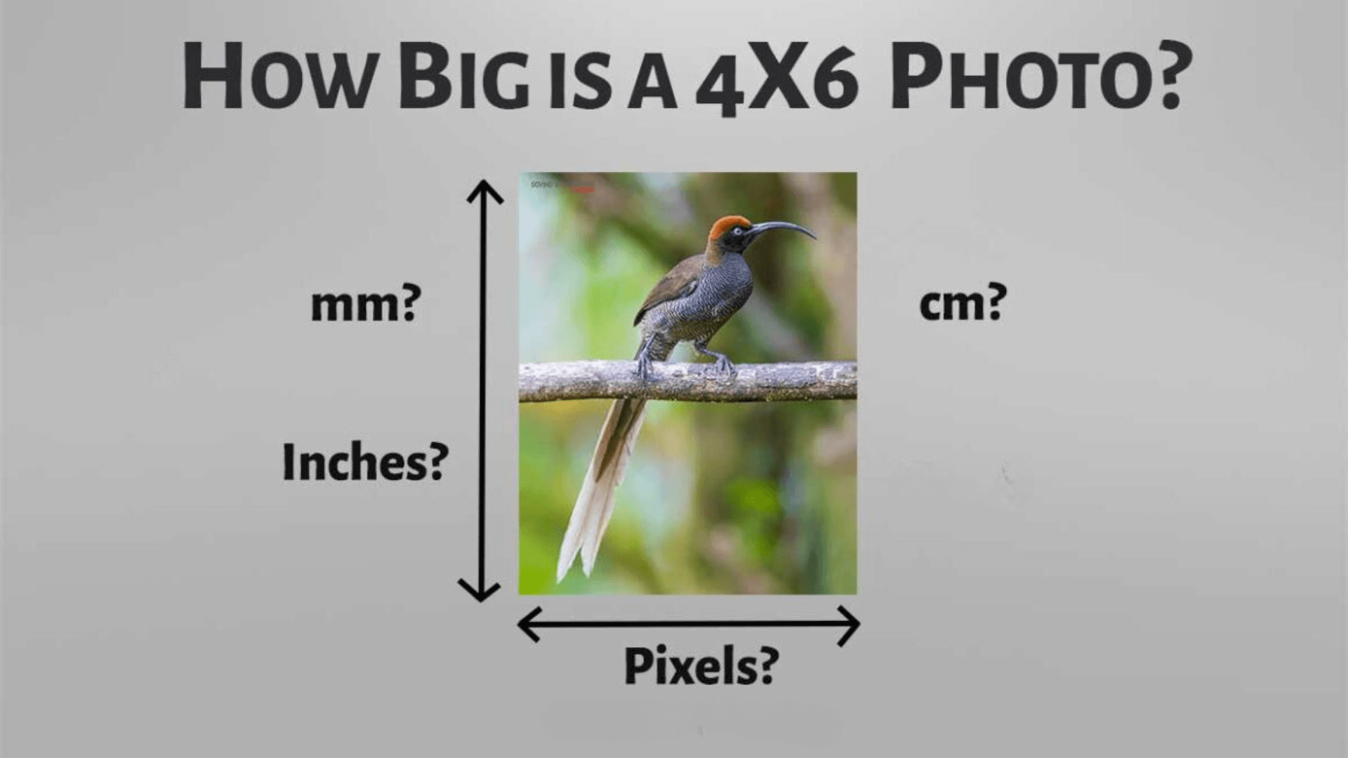 Understanding the Dimensions of a 4x6 Photo Size - NoKishiTa Camera